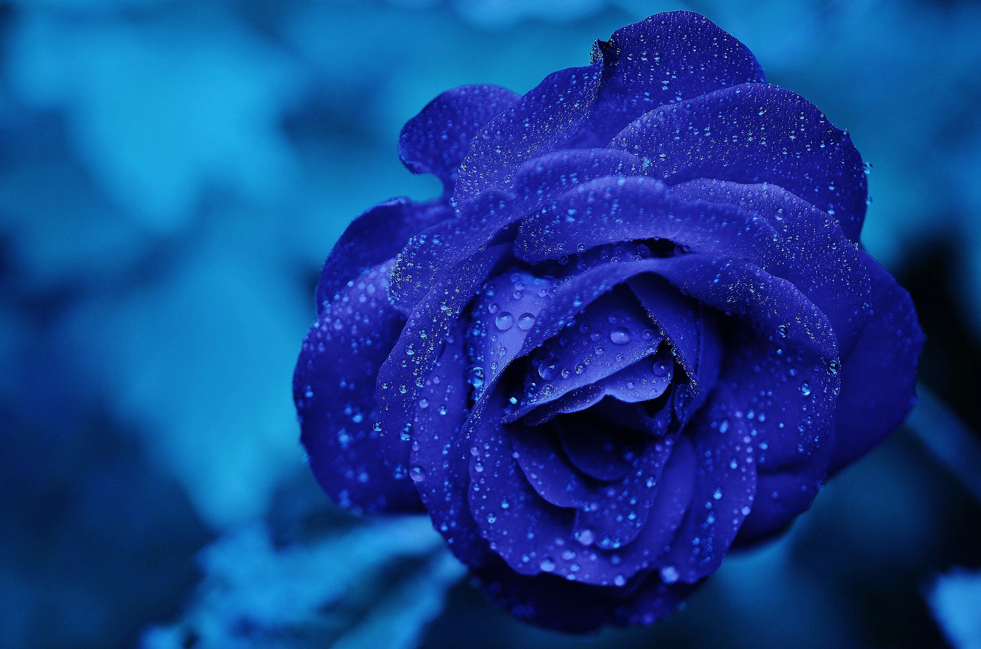 A Blue Rose | AHA Bible Moments